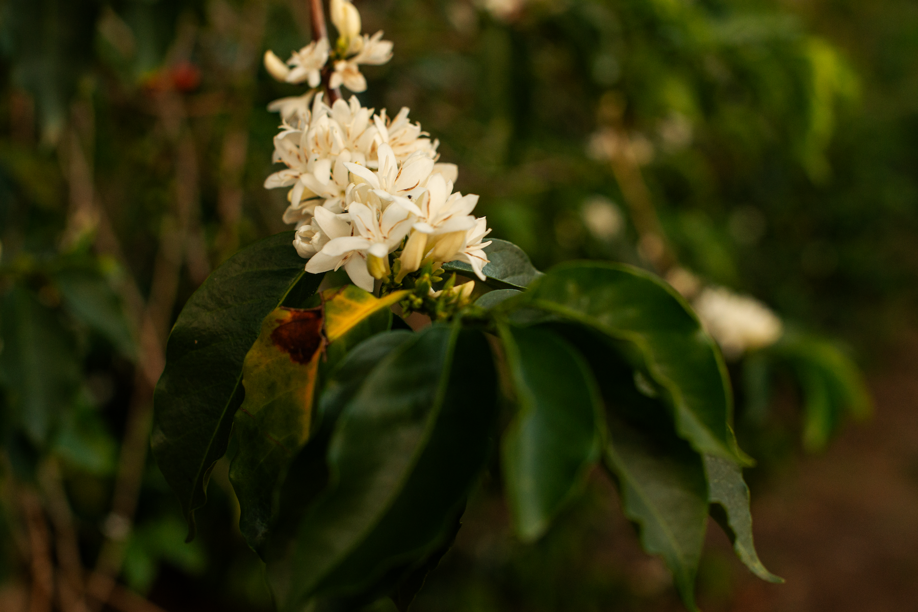 Bold Bean Coffee Roasters - Specialty Coffees for the Bold at Heart